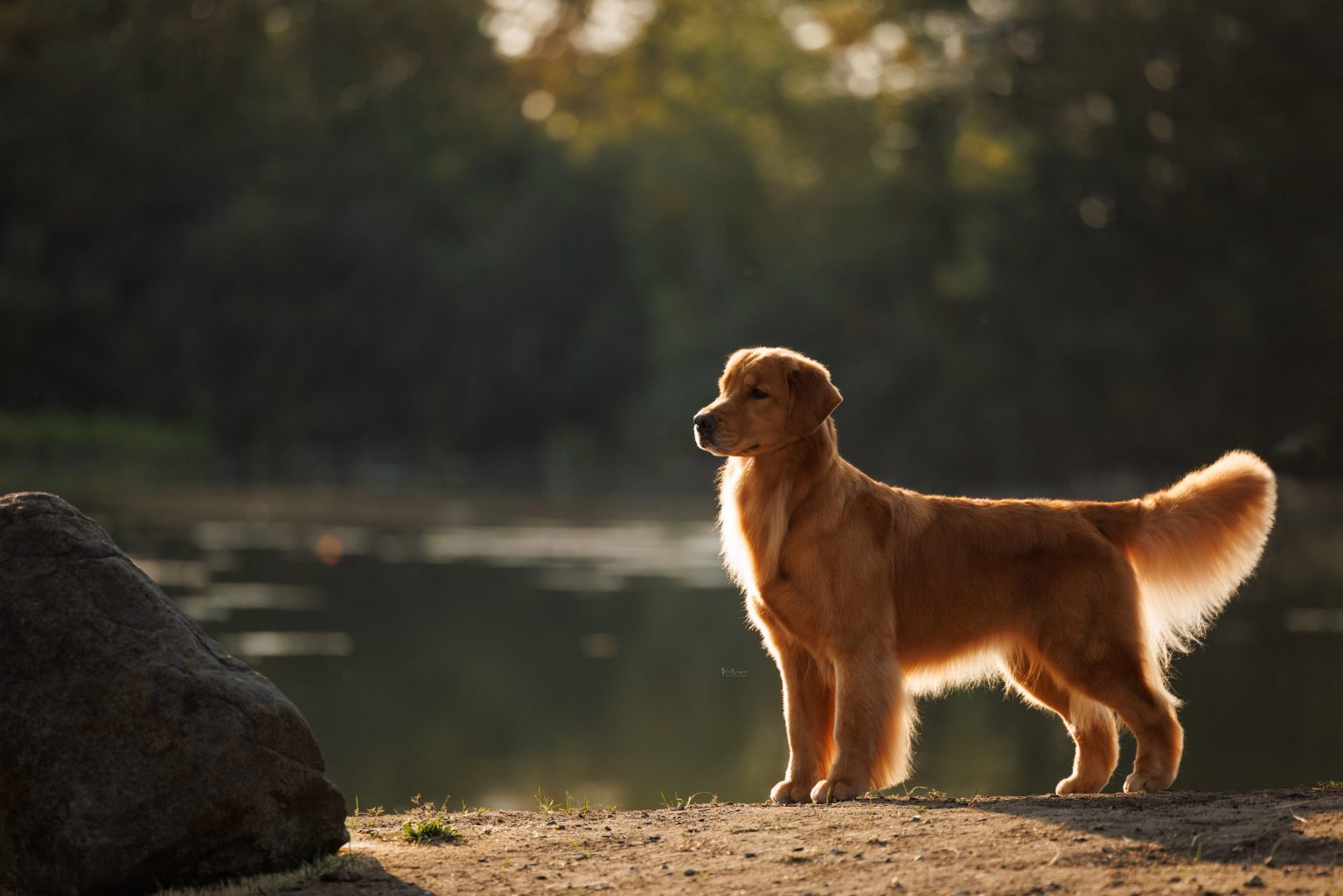 Westbrook Goldens – Golden Retrievers, British Columbia, Canada