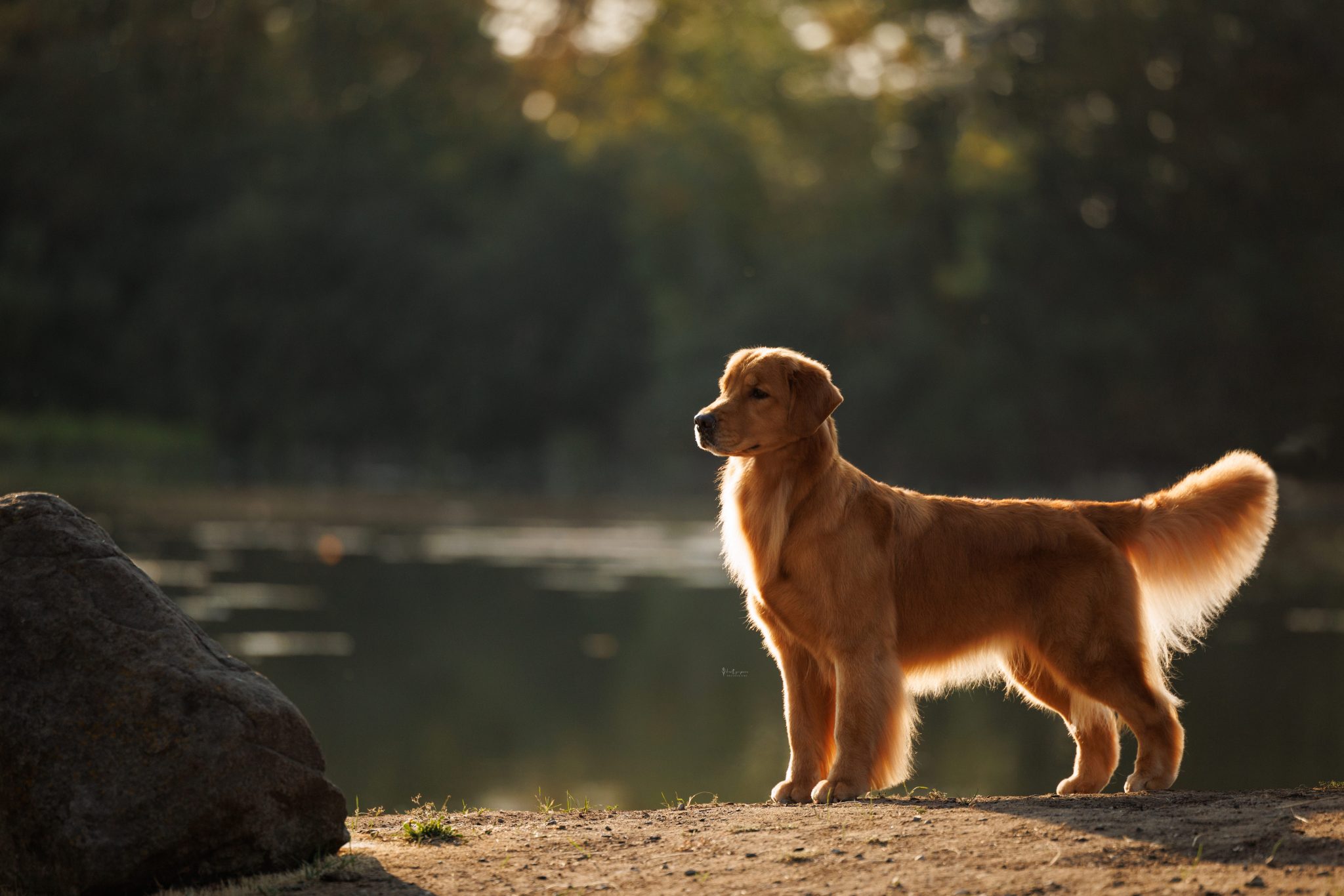 Westbrook Goldens – Golden Retrievers, British Columbia, Canada